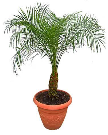 Shop Now | Broward Palms | Landscape